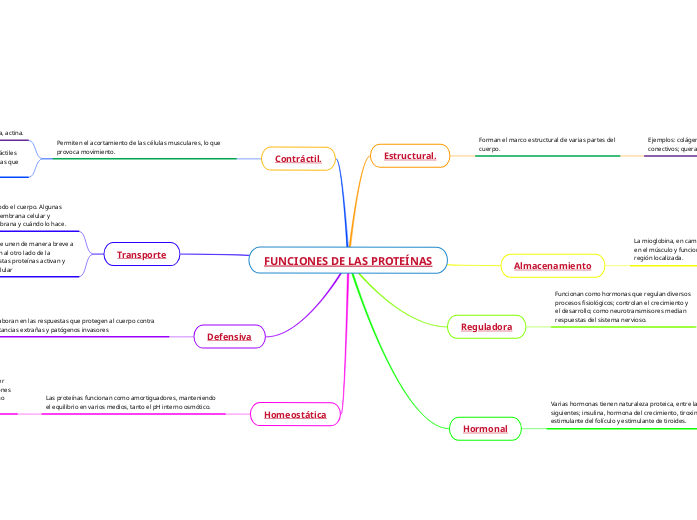 FUNCIONES DE LAS PROTEÍNAS - Mind Map